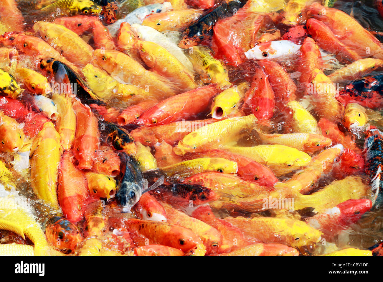 Many gold fish hi-res stock photography and images - Alamy