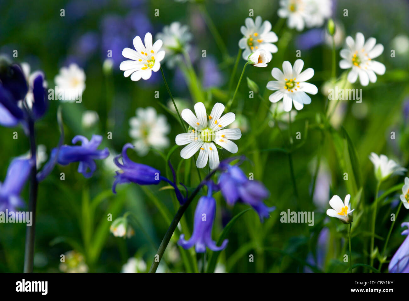 Bluebells hi-res stock photography and images - Alamy