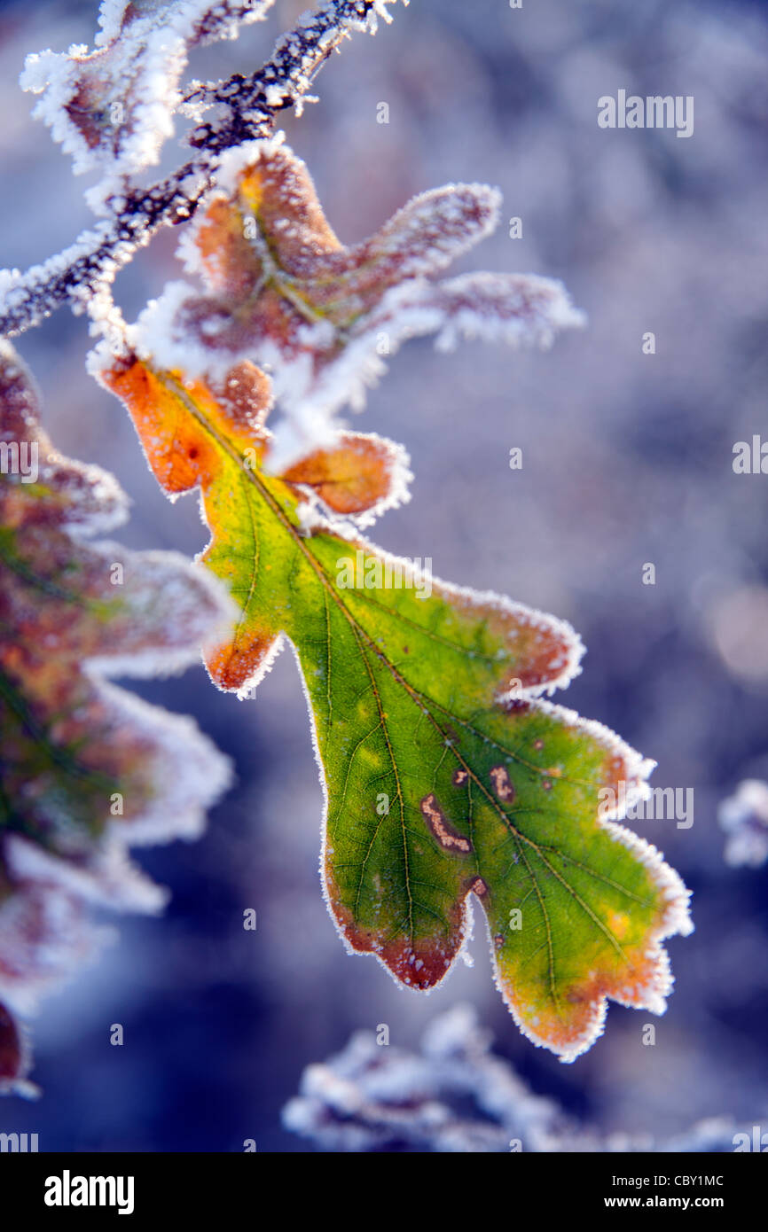 Oak tree leaves veins hi-res stock photography and images - Alamy