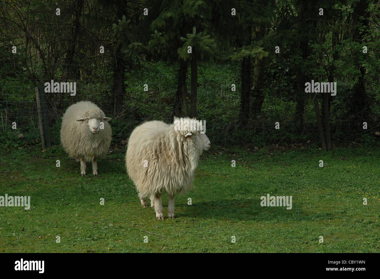 two sheep in a pasture near some trees. One of the sheep is looking out ...
