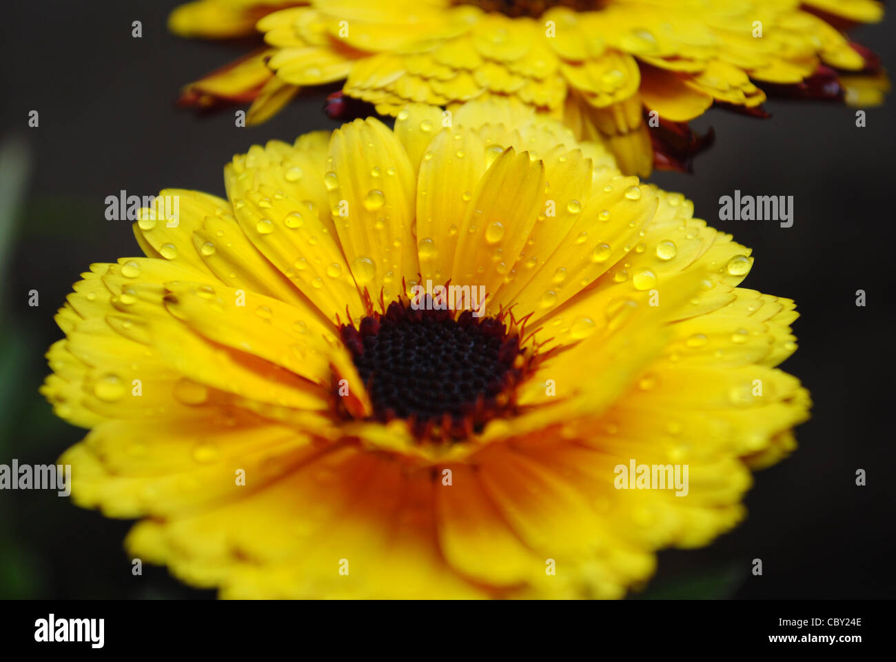 Zenia flower hi-res stock photography and images - Alamy