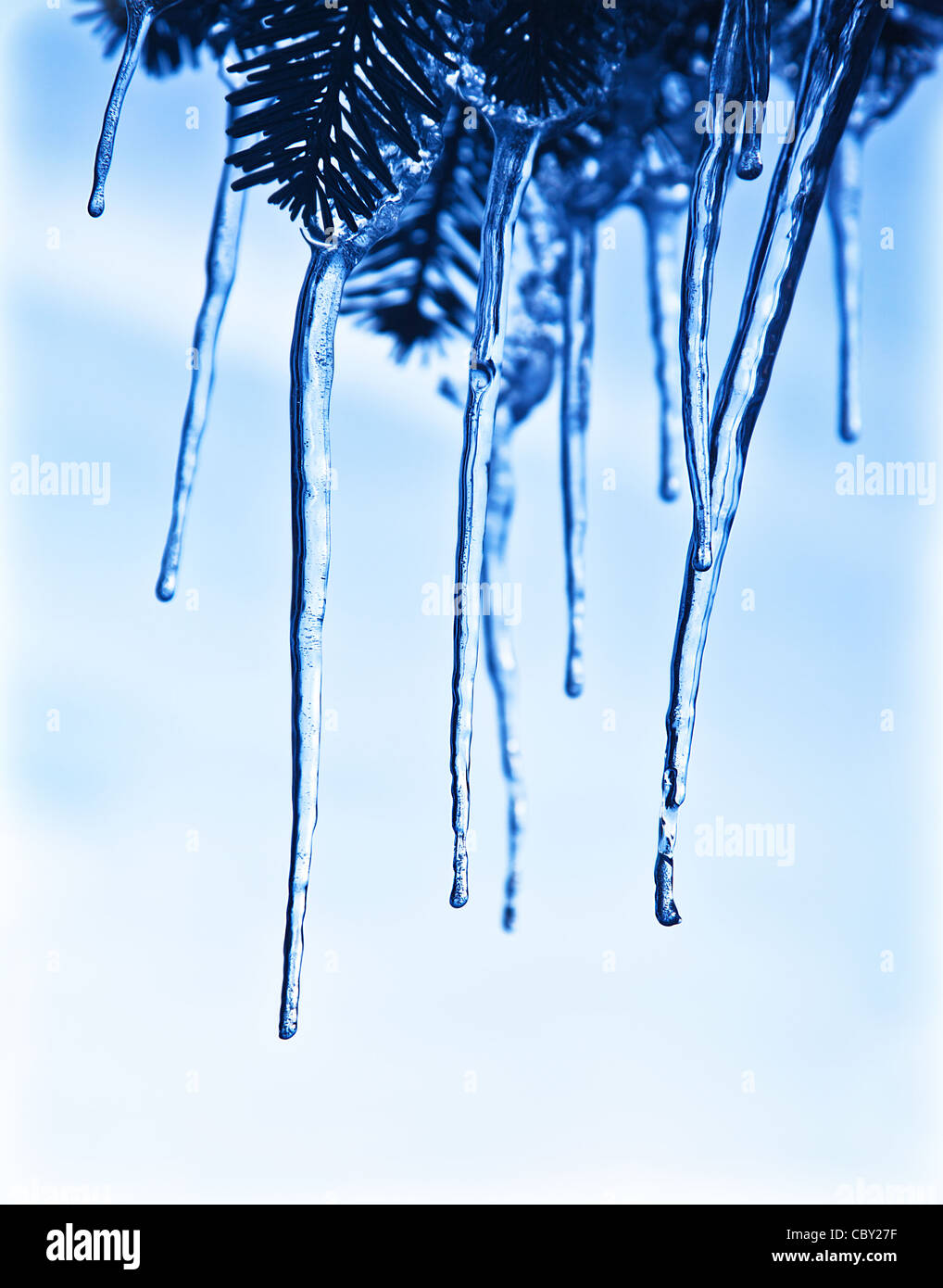 Icicles on the tree branch, blue frozen water, winter ice, weather ...