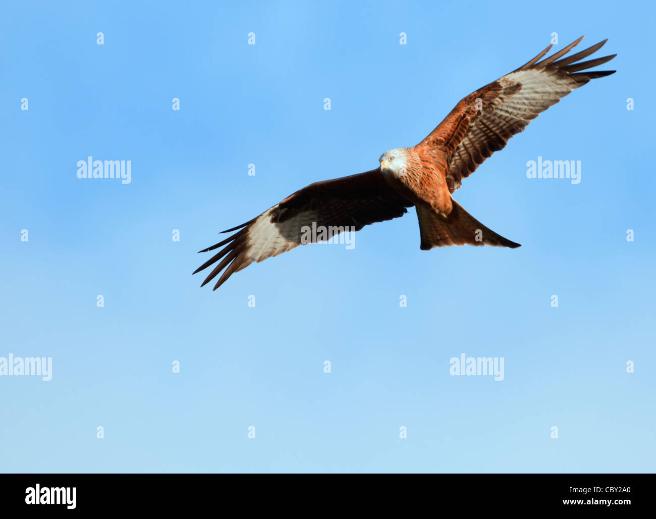 Red kite bird hi-res stock photography and images - Alamy