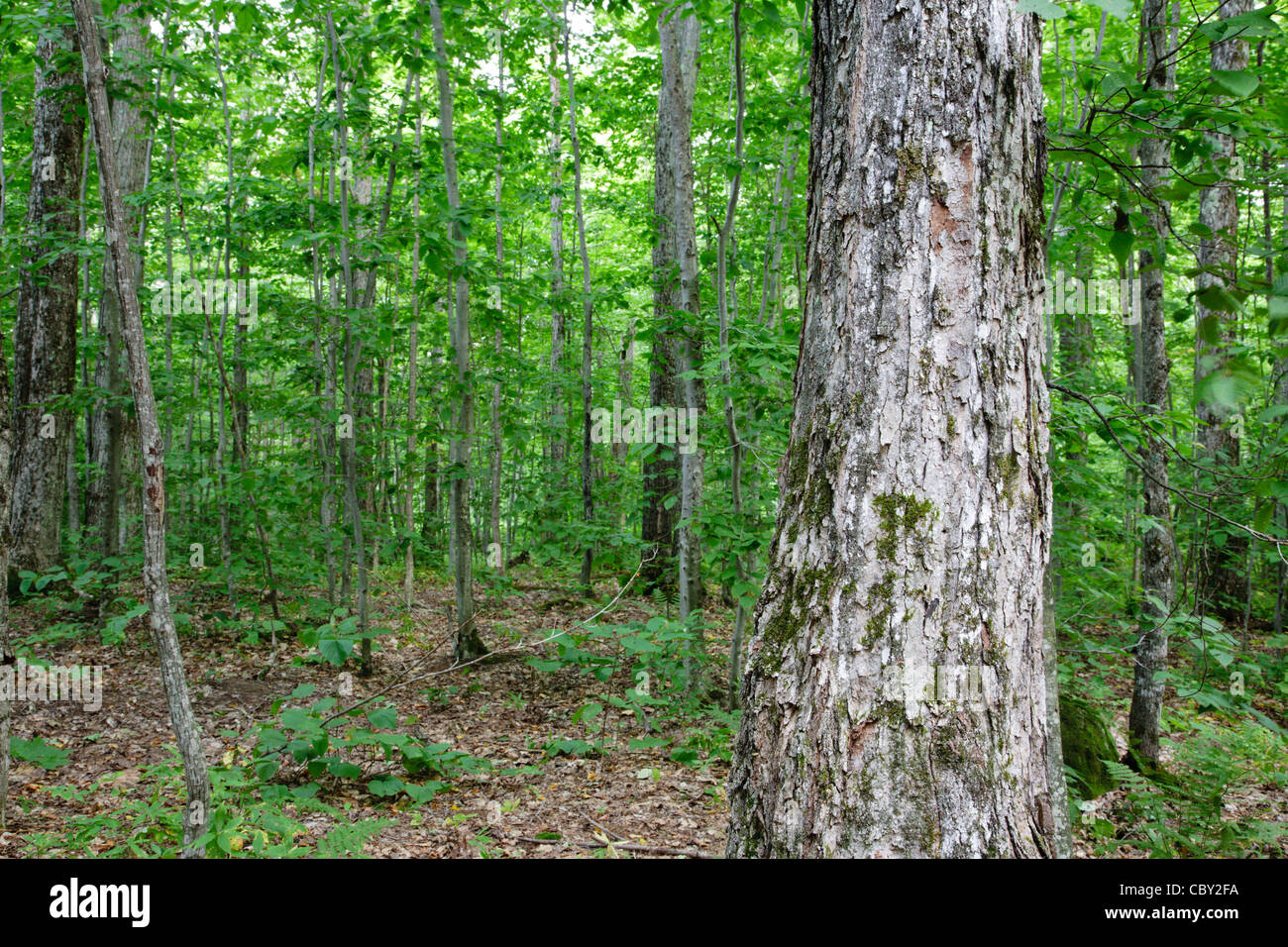Hardwoods in Gale River forest of the White Mountains, New Hampshire ...