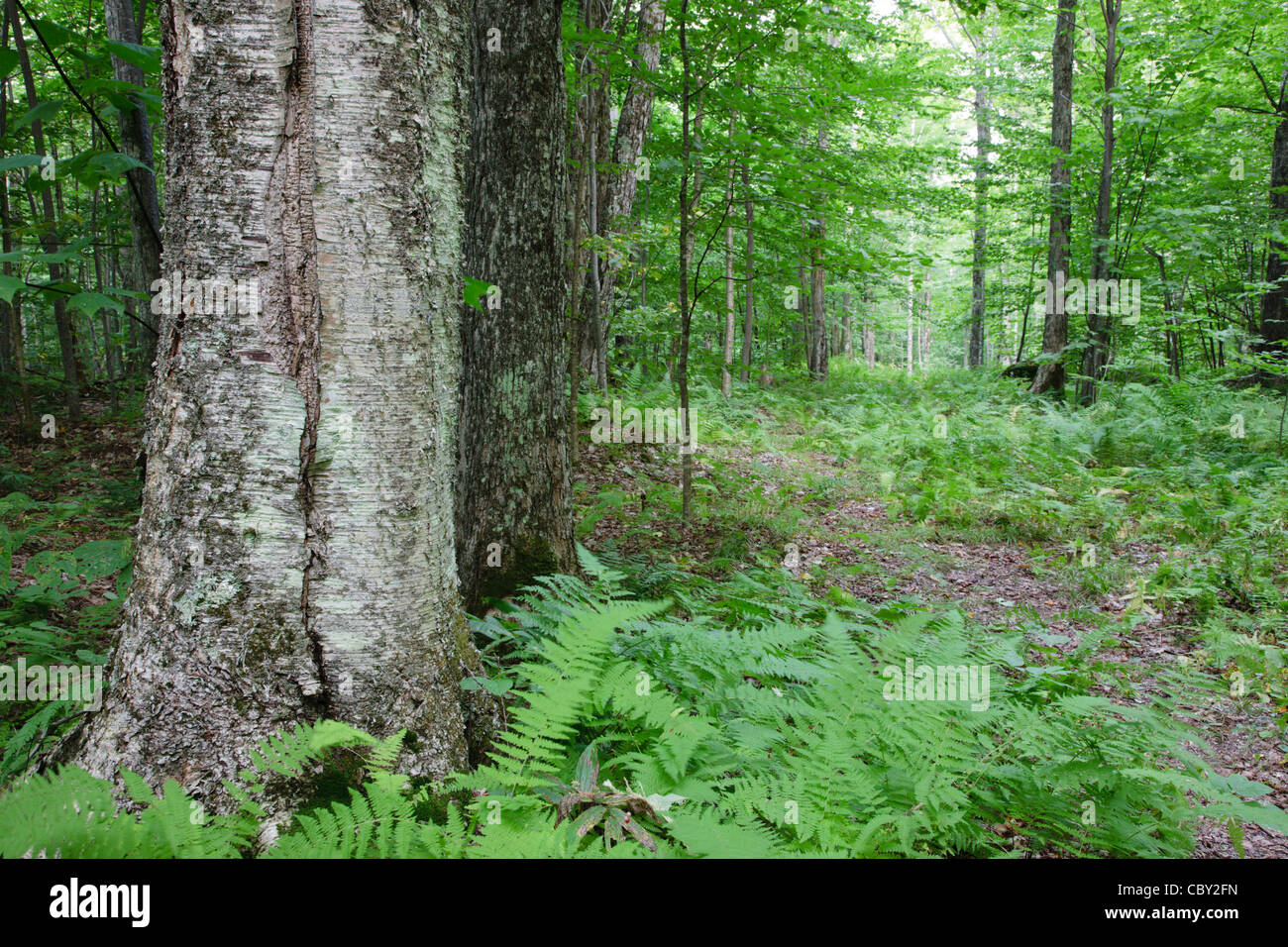 Deciduous forests new hampshire hi-res stock photography and images - Alamy