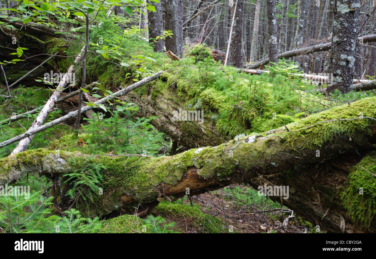 Nurse log hi-res stock photography and images - Alamy