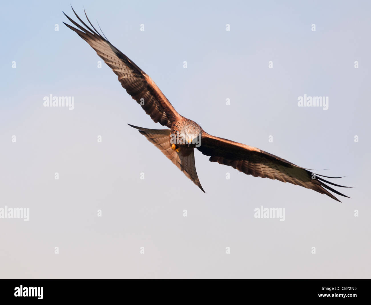 Red Kite Milvus milvus Stock Photo - Alamy