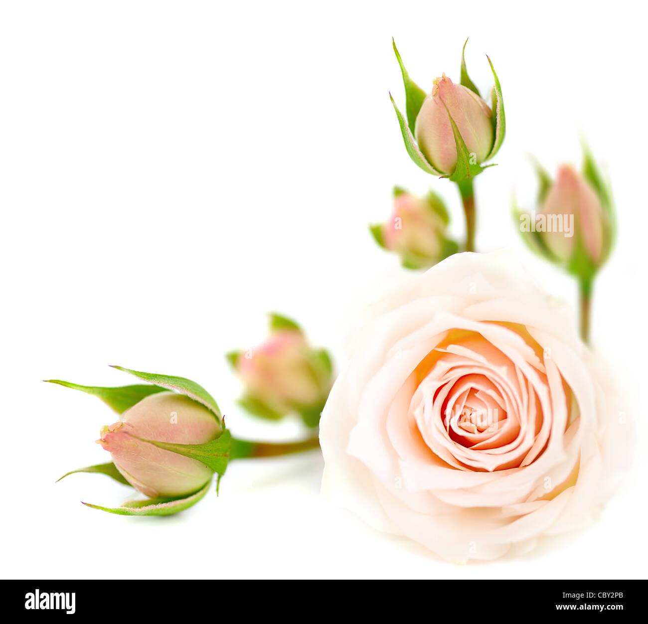 Fresh pink roses border isolated on white background Stock Photo - Alamy