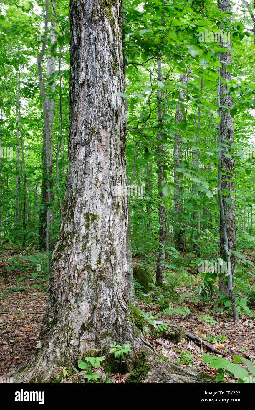 Hardwoods in Gale River forest of the White Mountains, New Hampshire ...