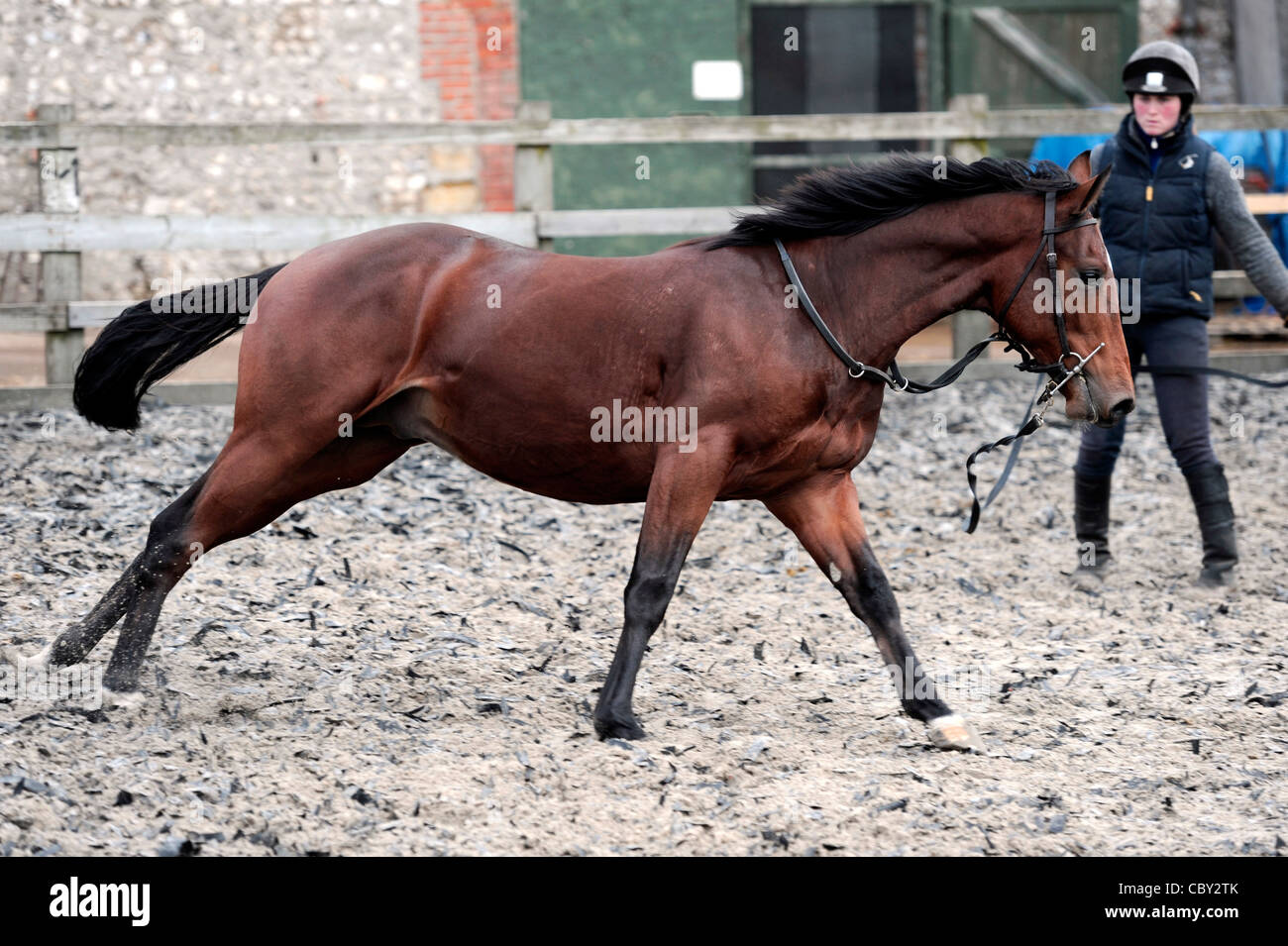 Racehorse Training High Resolution Stock Photography and Images - Alamy