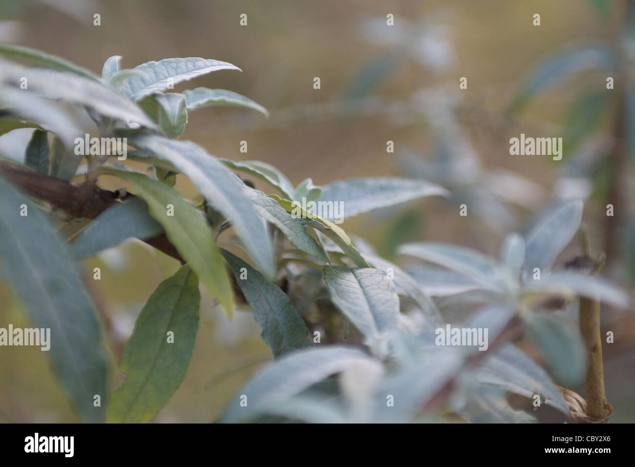 Leaf backdrop hi-res stock photography and images - Alamy