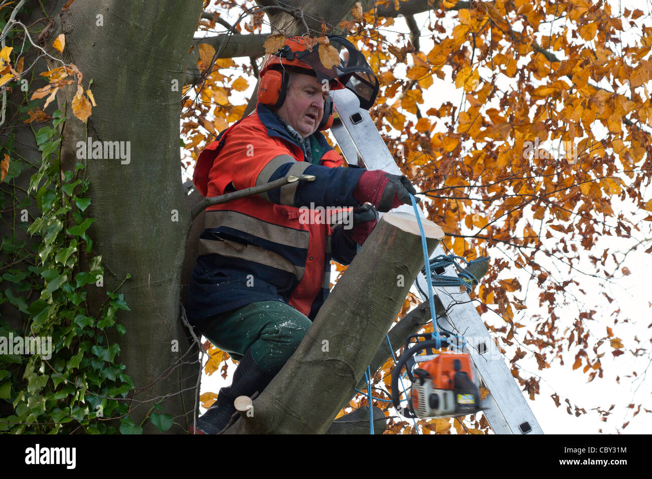 TREE SURGEON PRUNING BEECH TREE WEARING SAFETY CLOTHING Stock Photo - Alamy