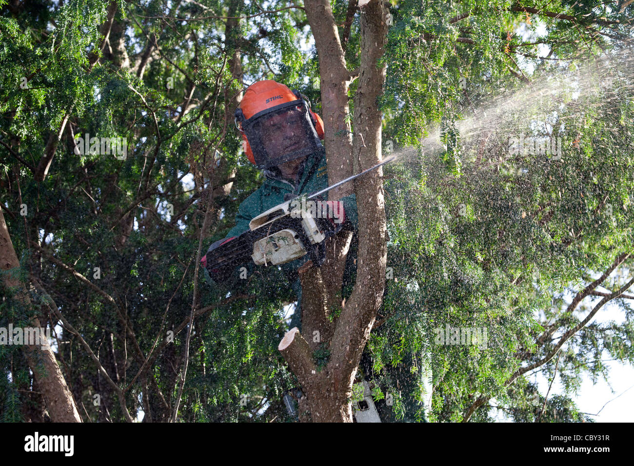TREE SURGEON IN YEW TREE USING CHAIN SAW Stock Photo - Alamy