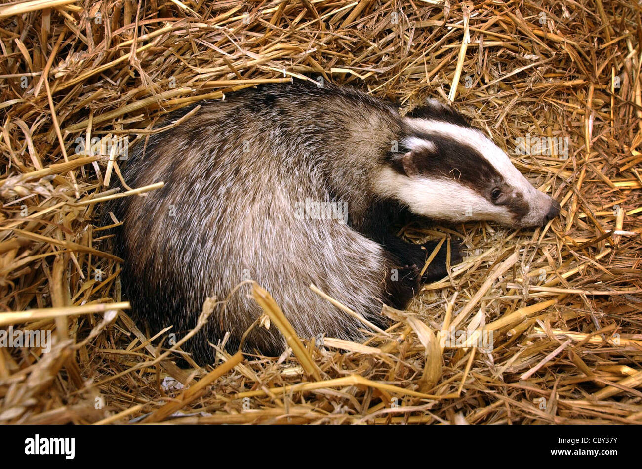 European Badger in straw nest Stock Photo - Alamy