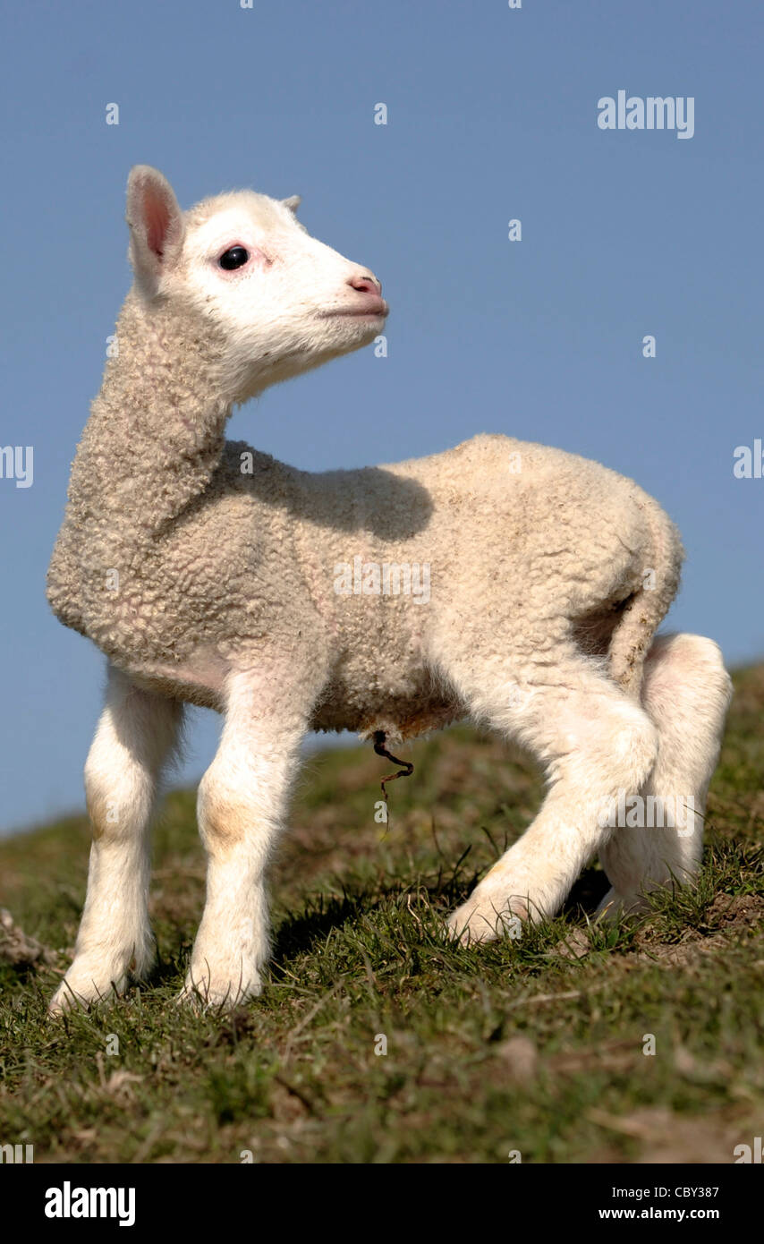 Spring lamb hi-res stock photography and images - Alamy
