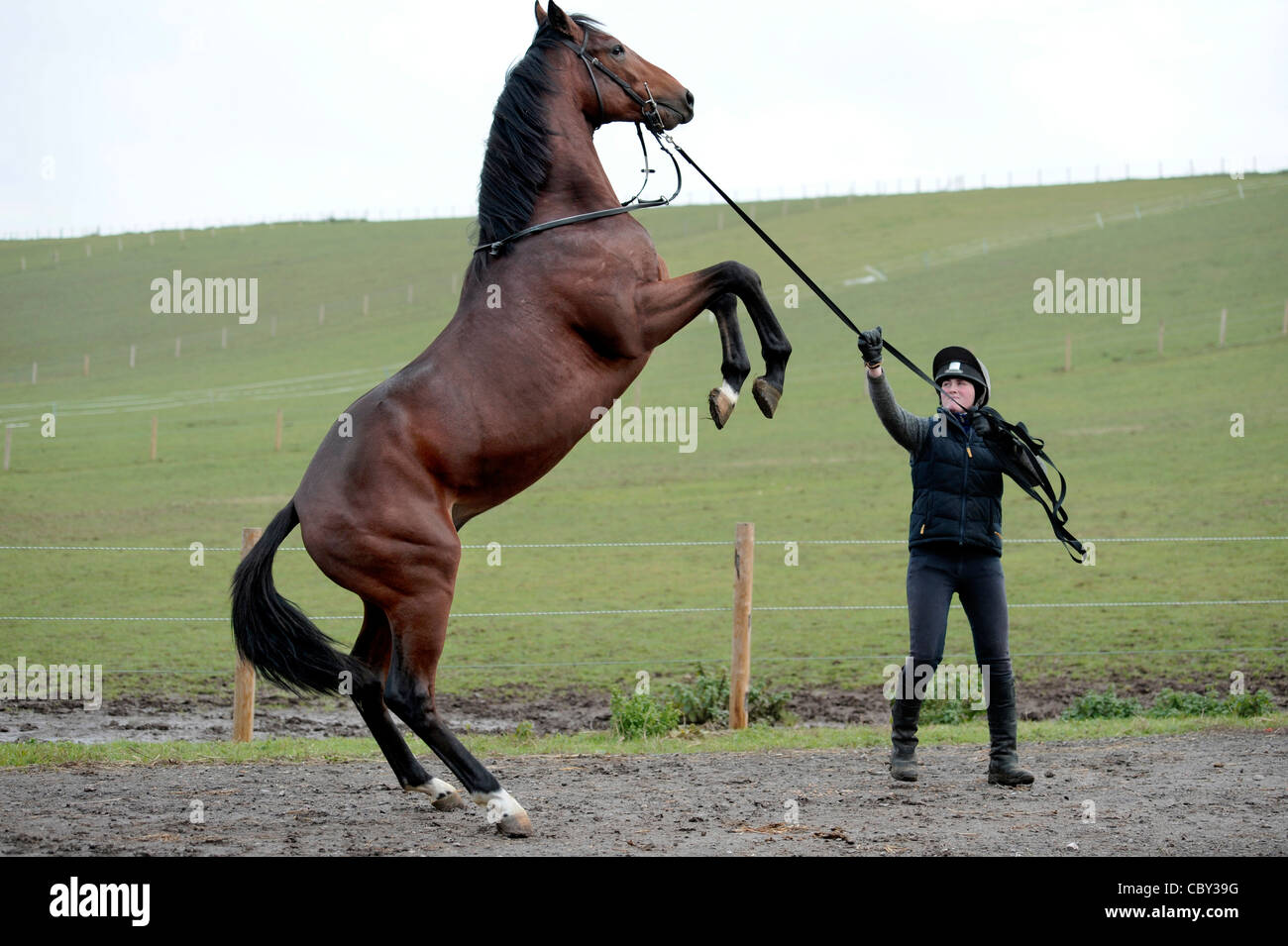 Young race horse being trained Stock Photo - Alamy