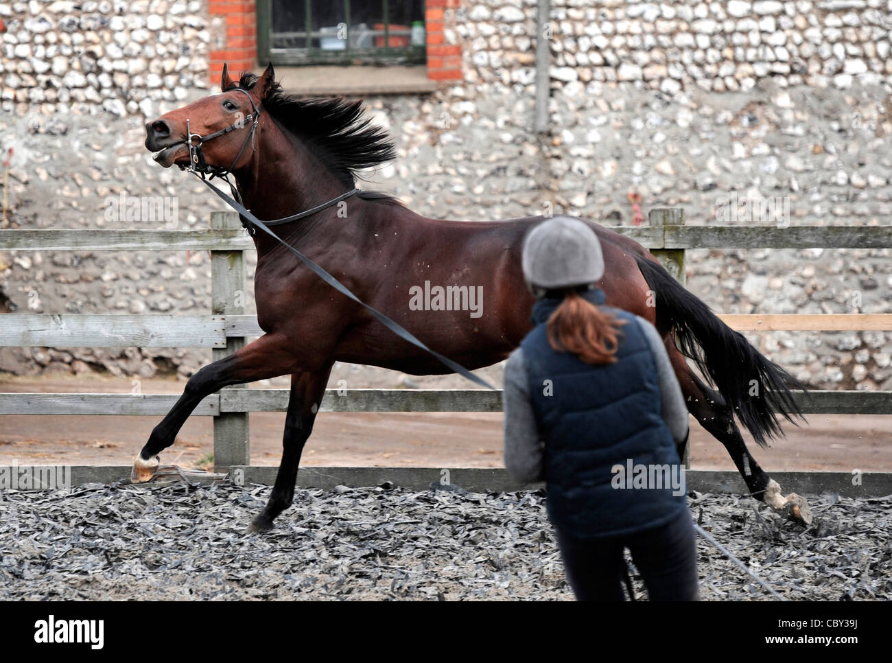 Young race horse being trained Stock Photo - Alamy