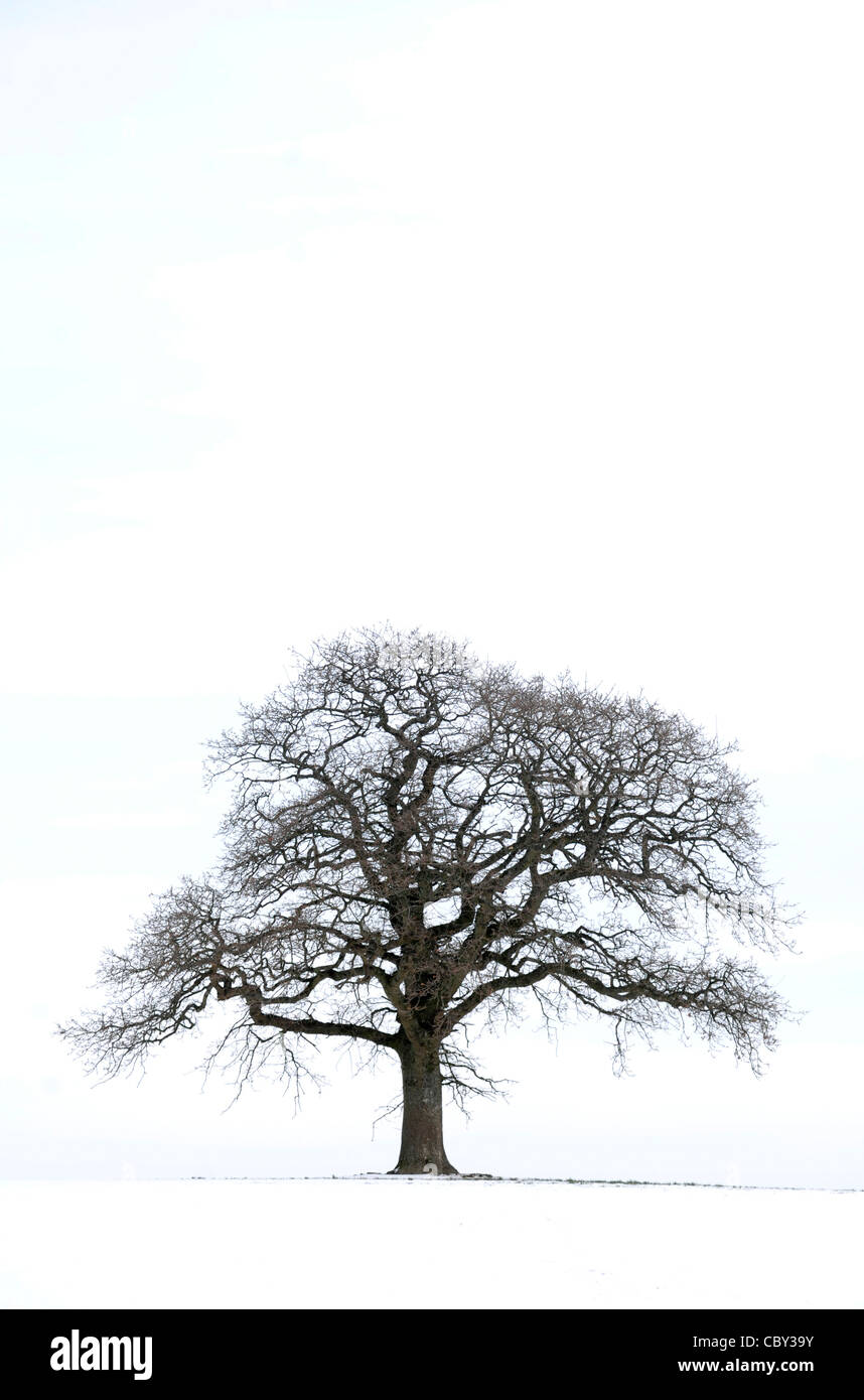 Oak tree in winter with snow around Stock Photo - Alamy
