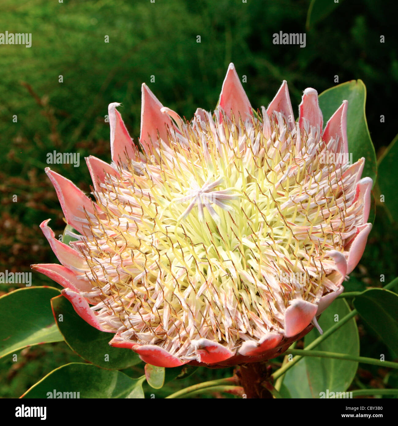 King Proteus flower, close-up Stock Photo - Alamy