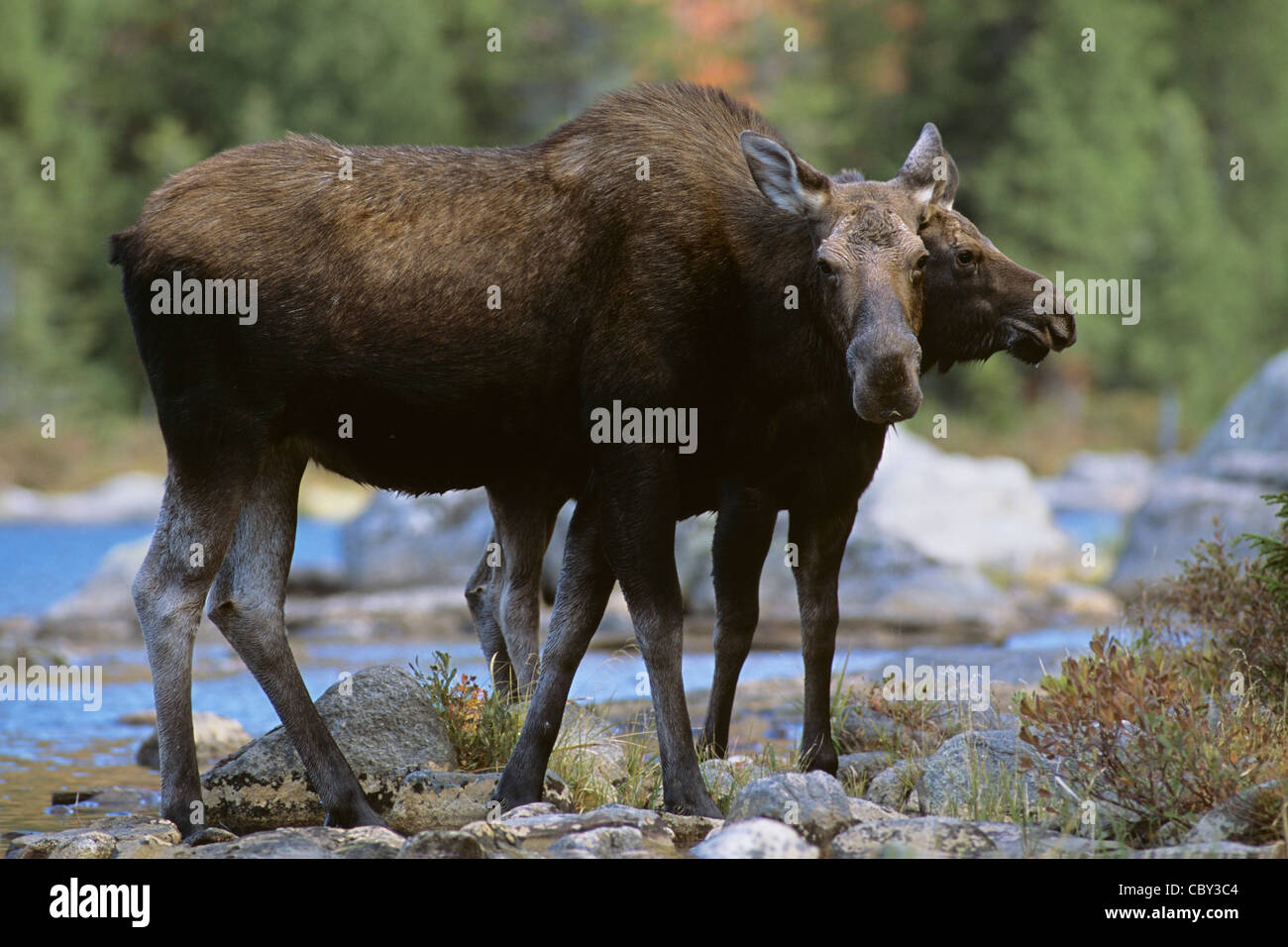 Two headed mountain hi-res stock photography and images - Alamy