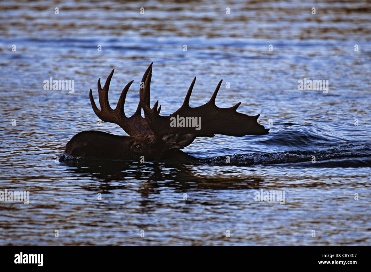 Moose swimming hi-res stock photography and images - Alamy