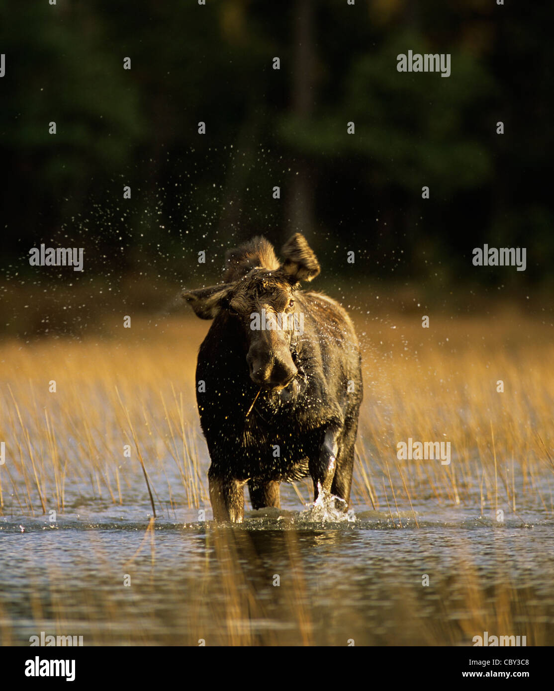 Cow Moose Shaking Water Off Stock Photo - Alamy