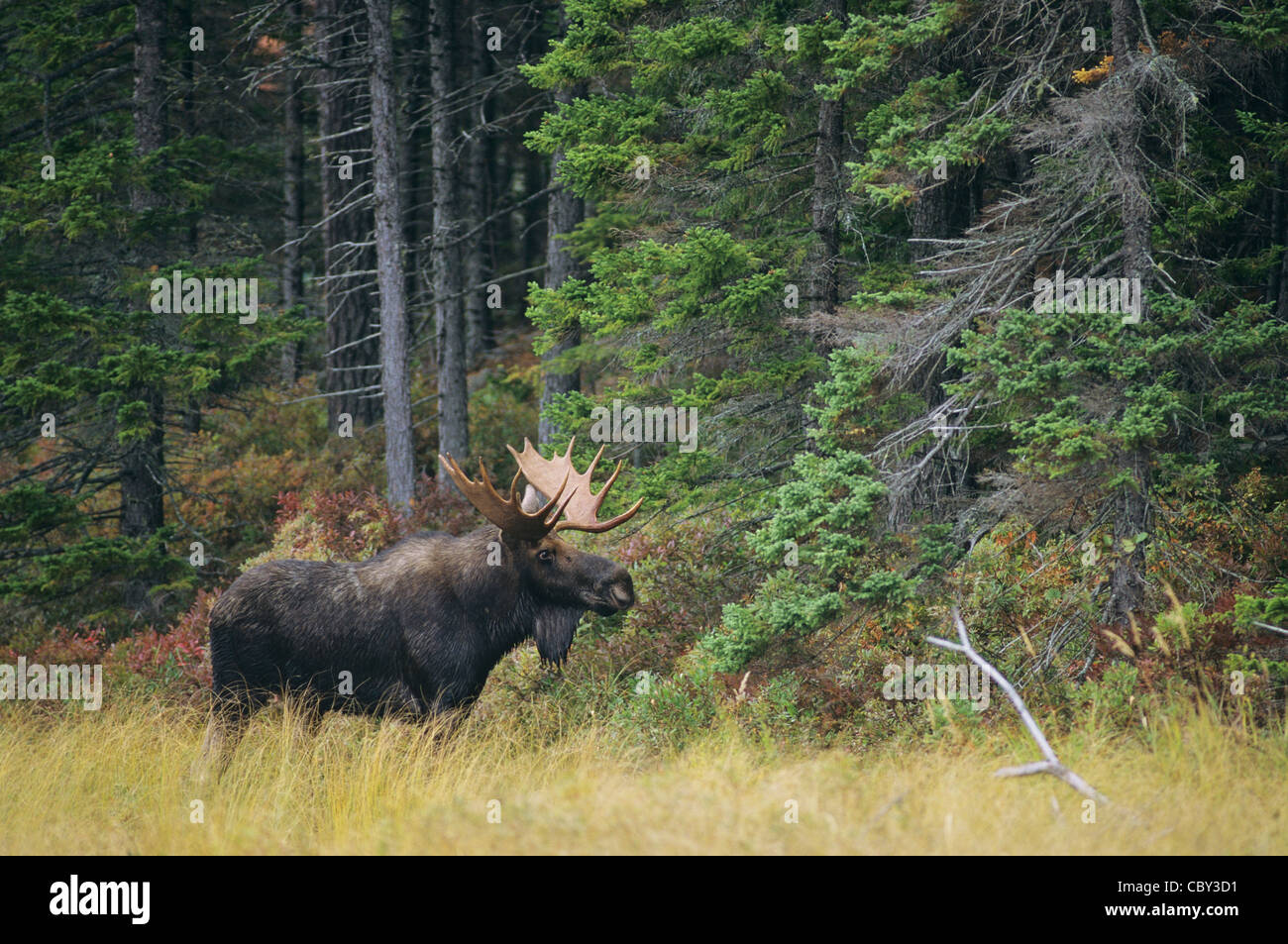 Bull Moose and Old Growth North Woods Stock Photo - Alamy