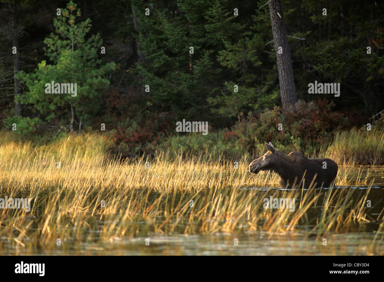 Image beaver art hi-res stock photography and images - Alamy