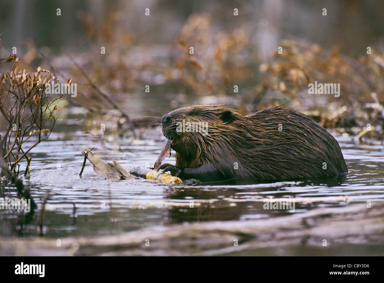 Beaver Peeling Cut Log Stock Photo - Alamy