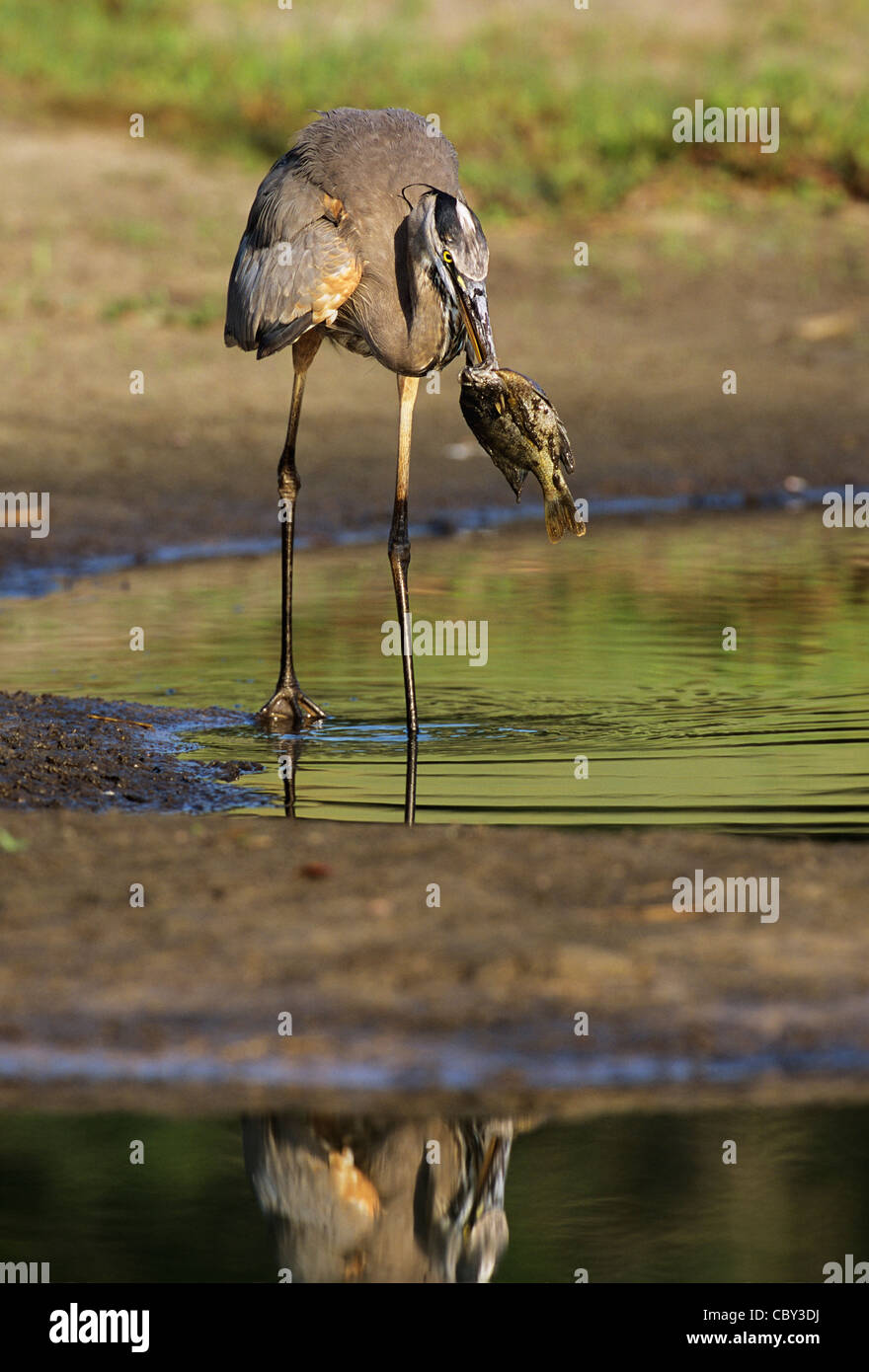 Fish spearing hi-res stock photography and images - Alamy