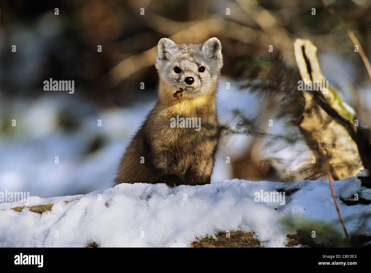 Pine Marten Winter Portrait Stock Photo - Alamy
