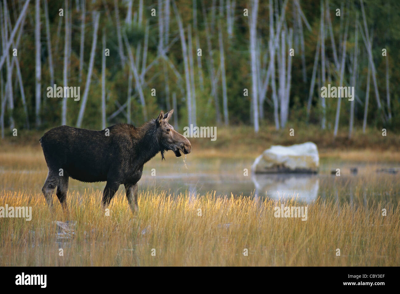 Big moose mountain maine hi-res stock photography and images - Alamy