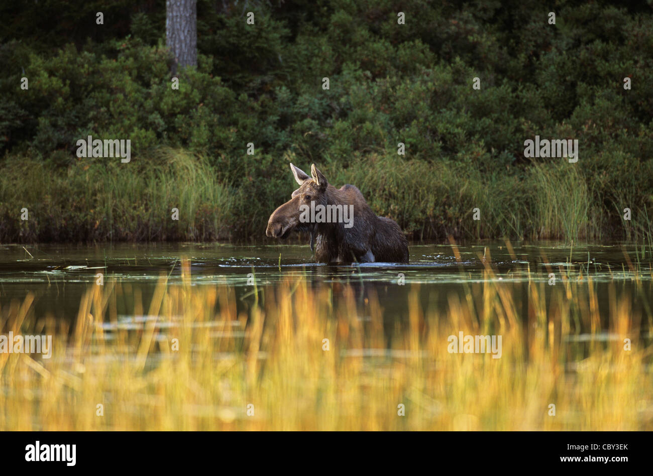 Moose in golden light hi-res stock photography and images - Alamy