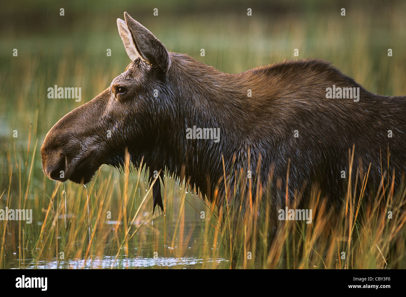 Close-up Profile Portrait of a Cow Moose Stock Photo - Alamy