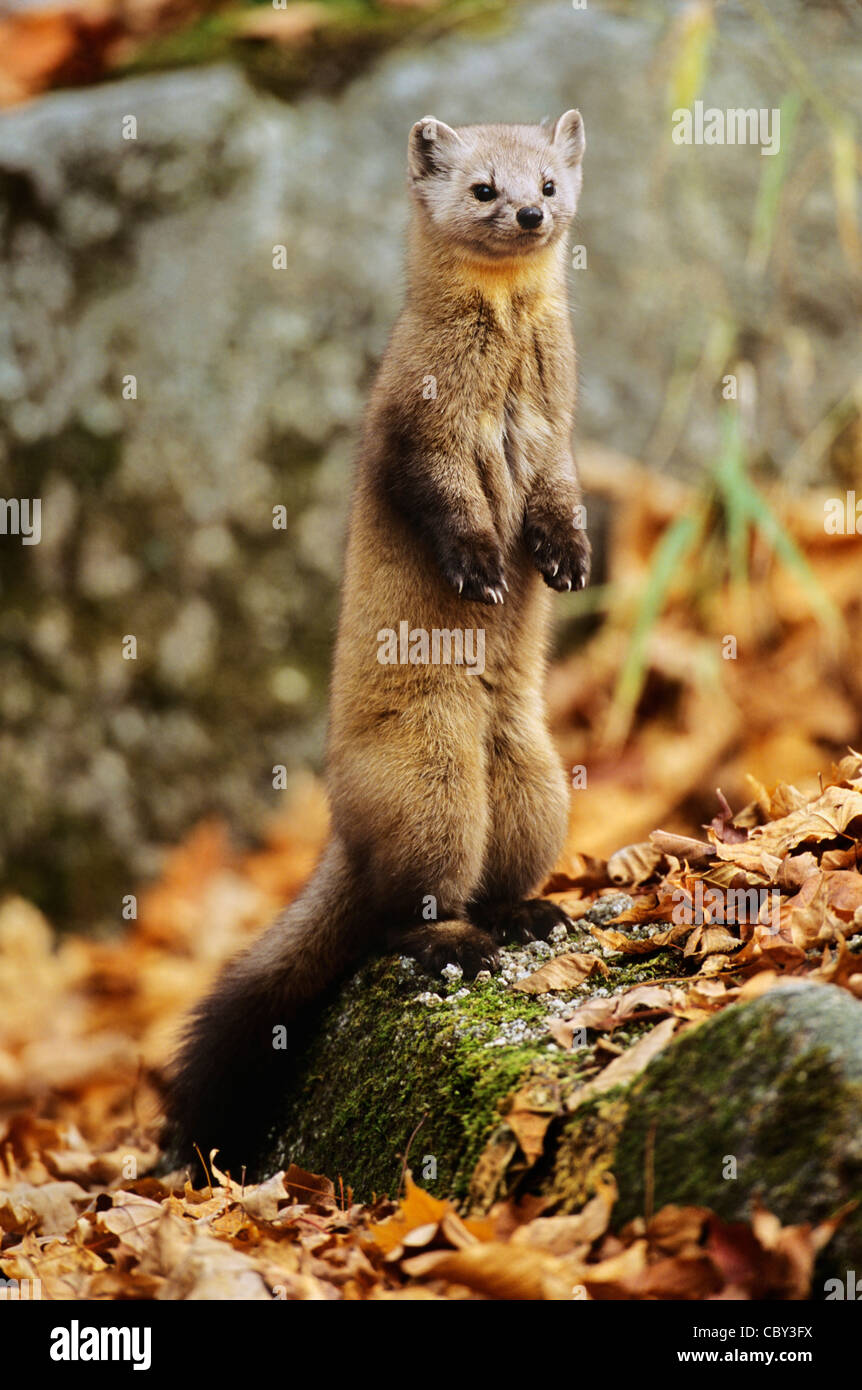 North american pine marten hi-res stock photography and images - Alamy