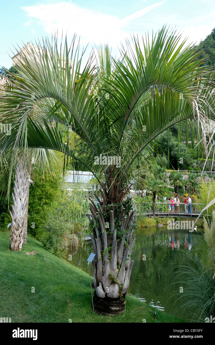 Butia palme hi-res stock photography and images - Alamy