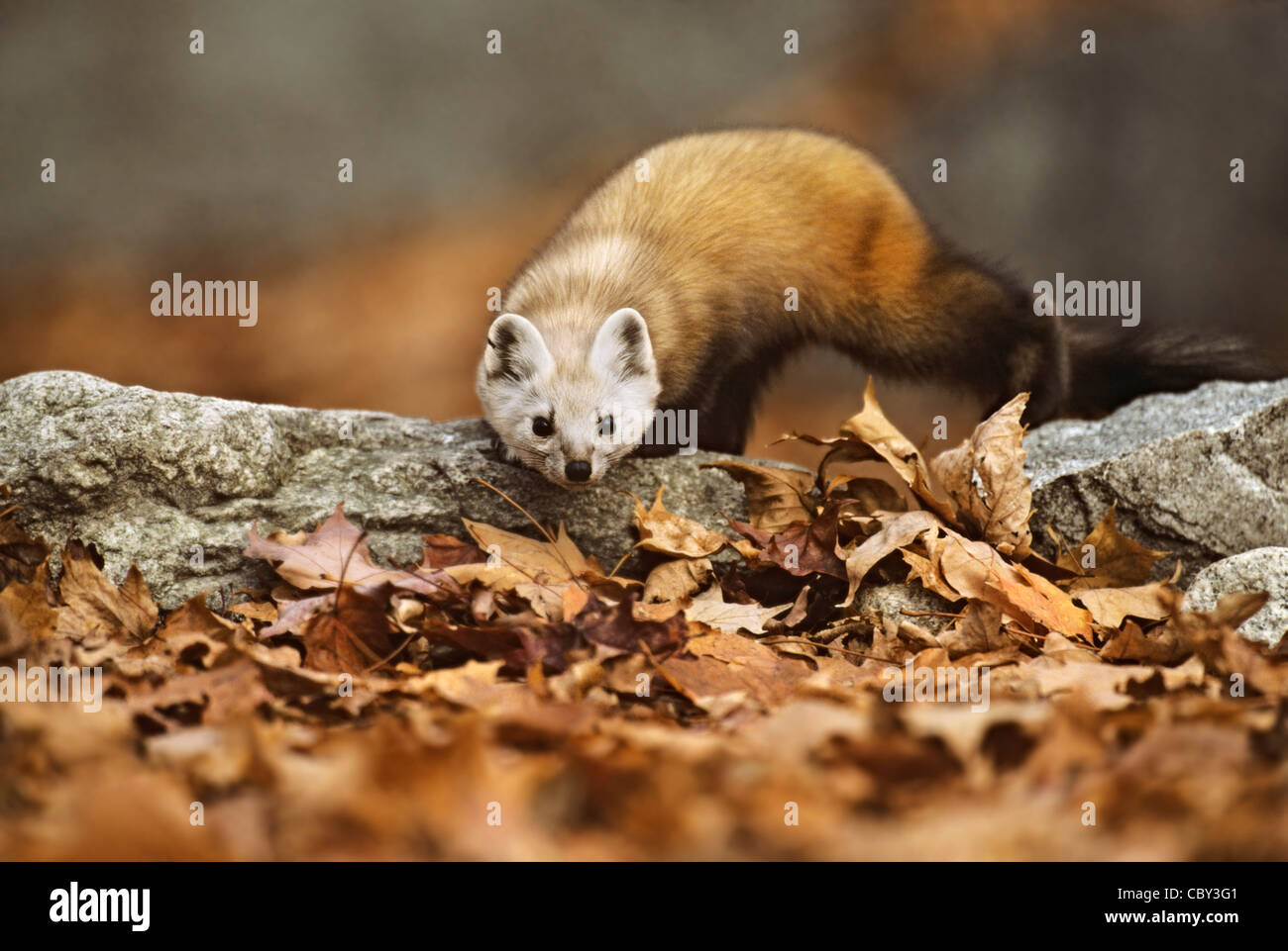 Pine Marten Hunting Stock Photo - Alamy