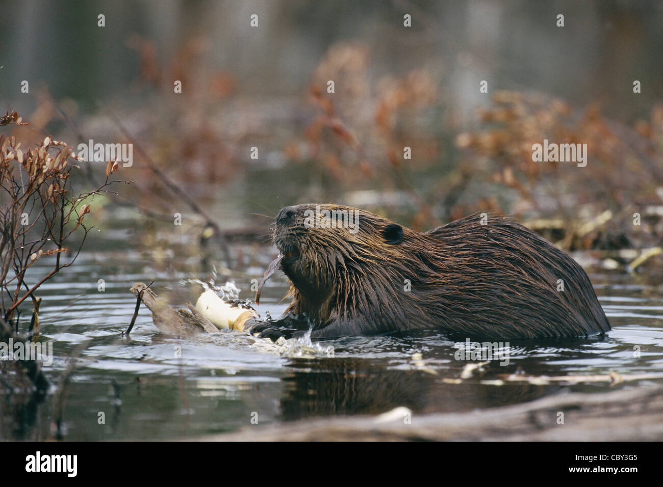Beaver behavior behaviour action hi-res stock photography and images ...