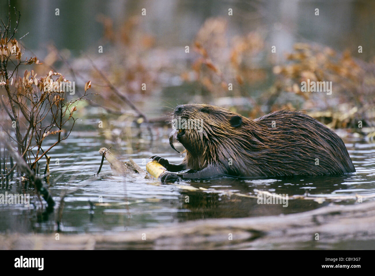 Busy and interesting image hi-res stock photography and images - Alamy