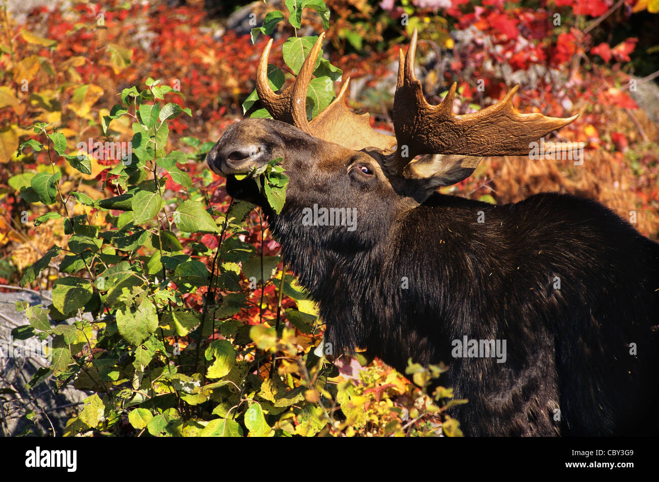 Twig-eating Bull Moose Stock Photo - Alamy