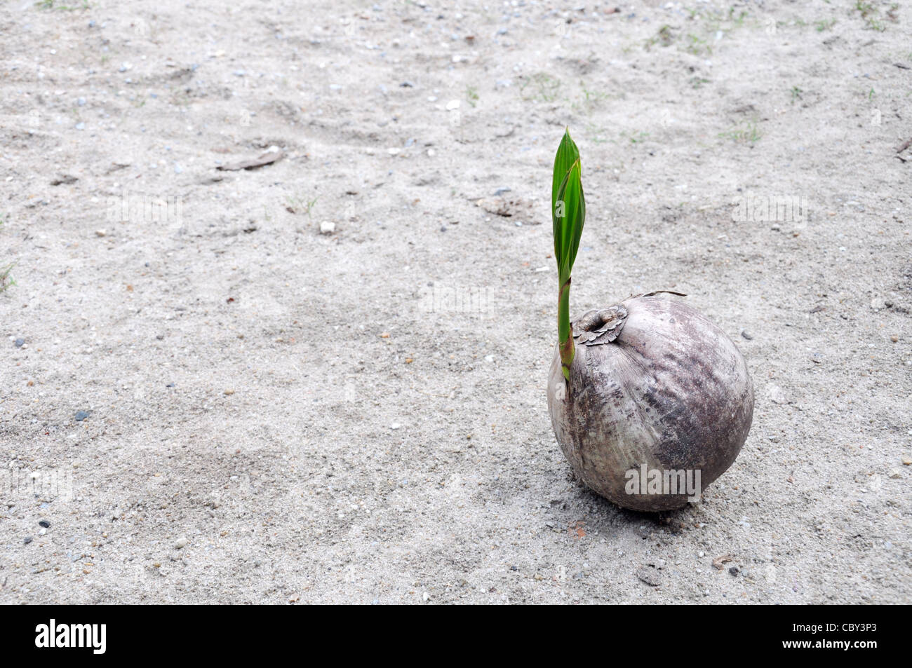 Sprout of coconut tree Stock Photo - Alamy