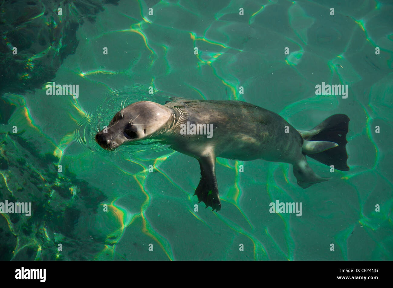 South American sea lion, Otaria flavescens, Otaridae, Carnivora Stock ...