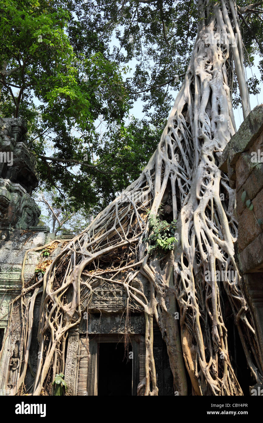 Tree growing on ancient Angkor Wat ruins Stock Photo - Alamy