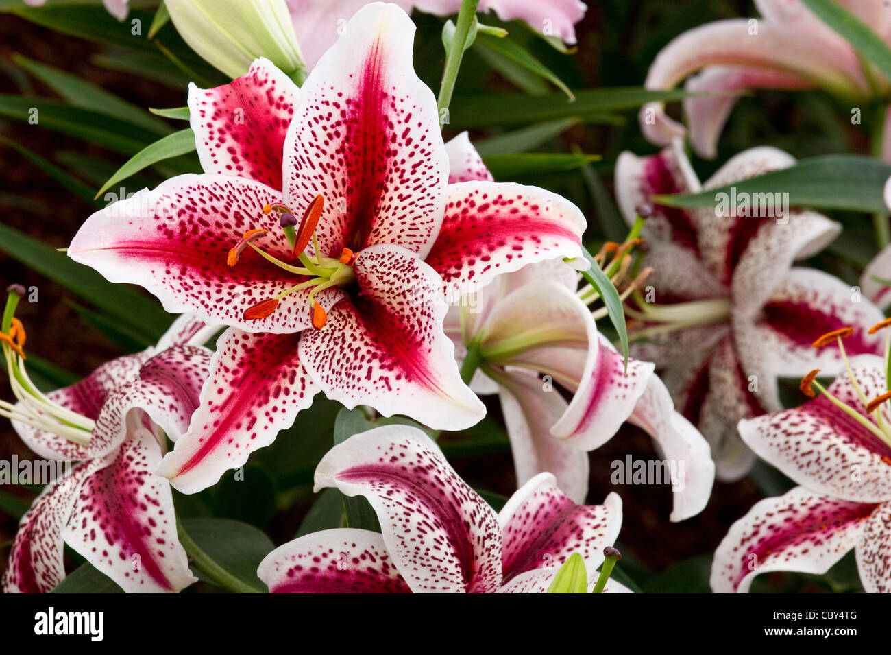 White stargazer lily flower on hi-res stock photography and images - Alamy