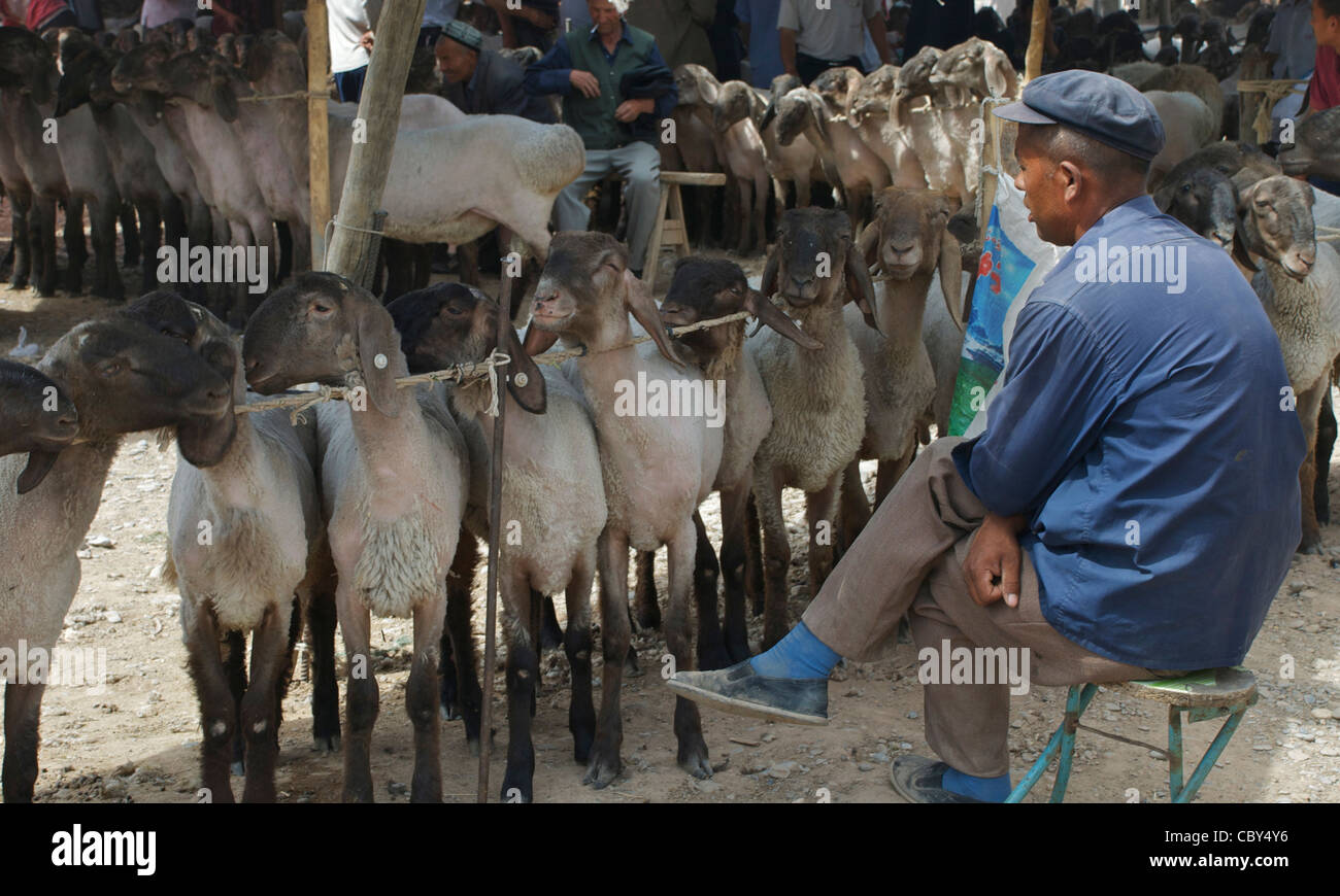 Fat tailed sheep hi-res stock photography and images - Alamy