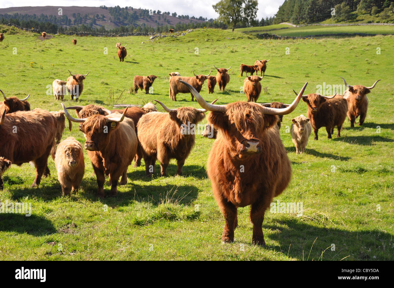 Highland Bull at work Stock Photo - Alamy