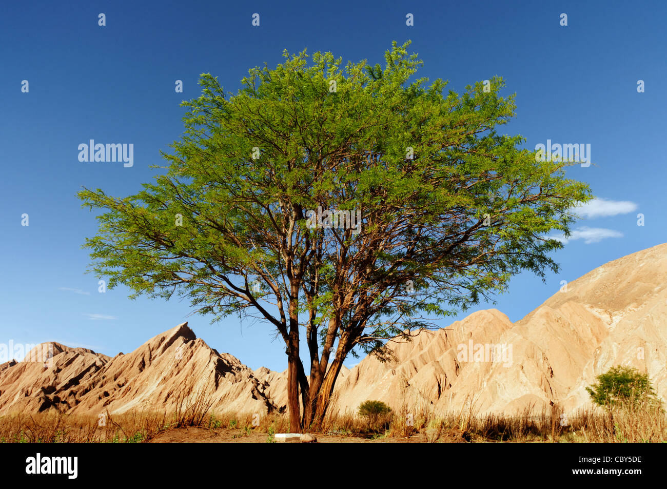 Single tree of desert hi-res stock photography and images - Alamy
