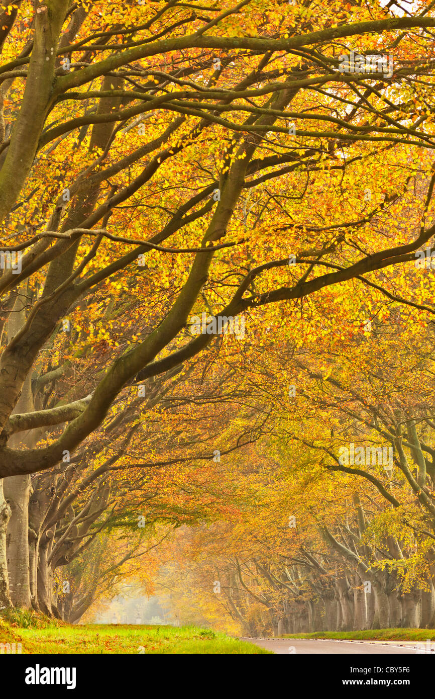 Road lined with golden beech trees in autumn Stock Photo - Alamy