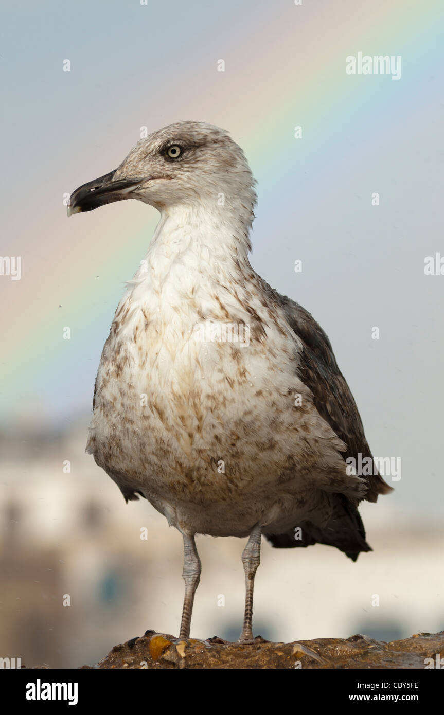 Seagull call hi-res stock photography and images - Alamy