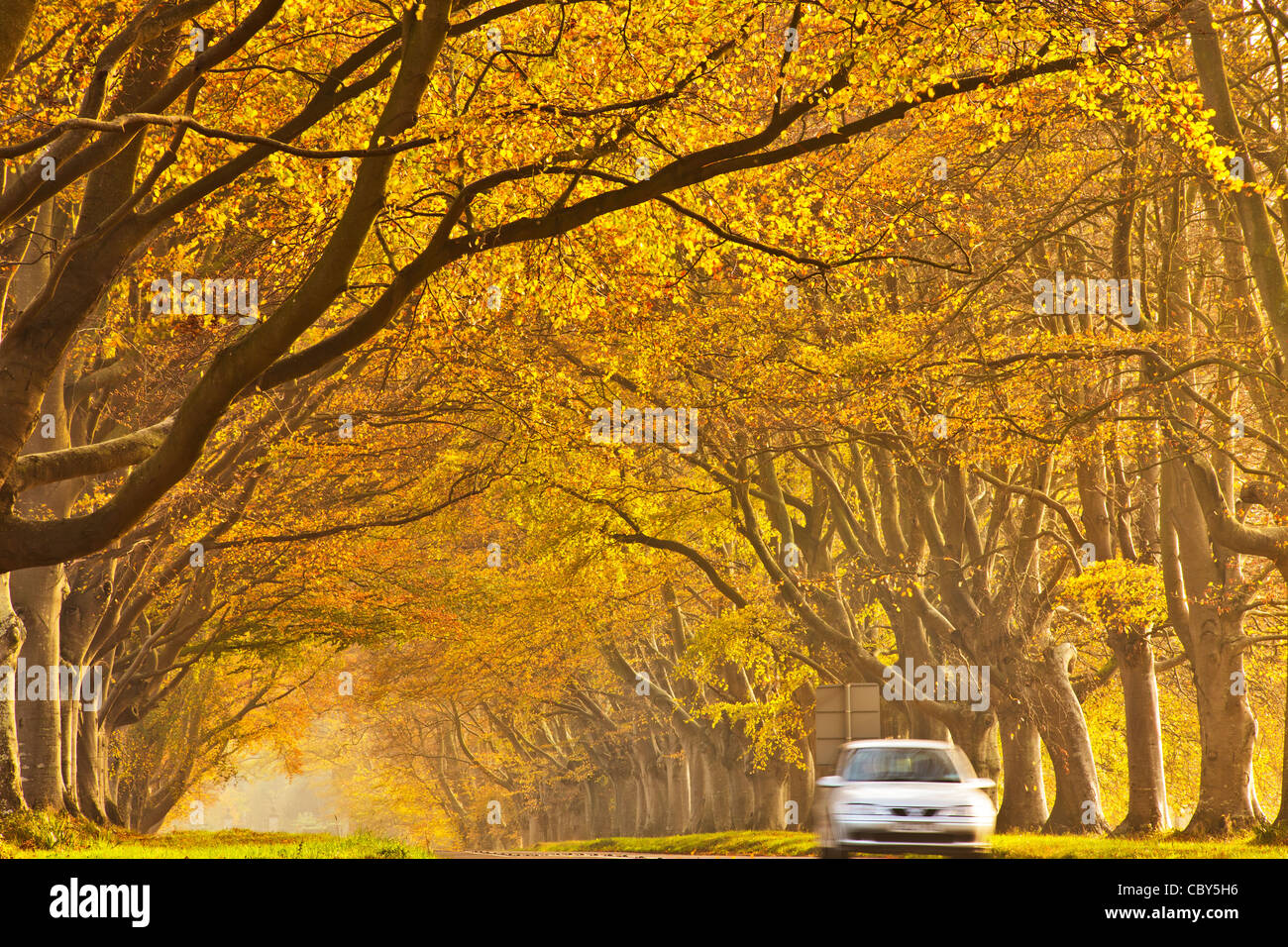 Car speeding along a road lined with golden beech trees in autumn Stock ...